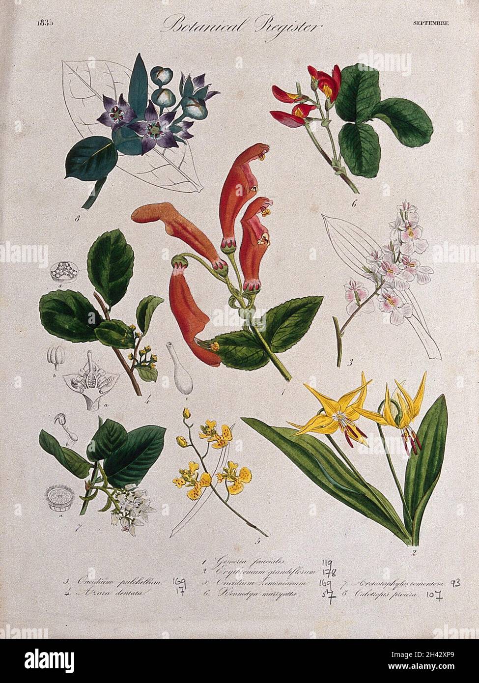 Eight plants, including two orchids and a gesneria: flowering stems ...