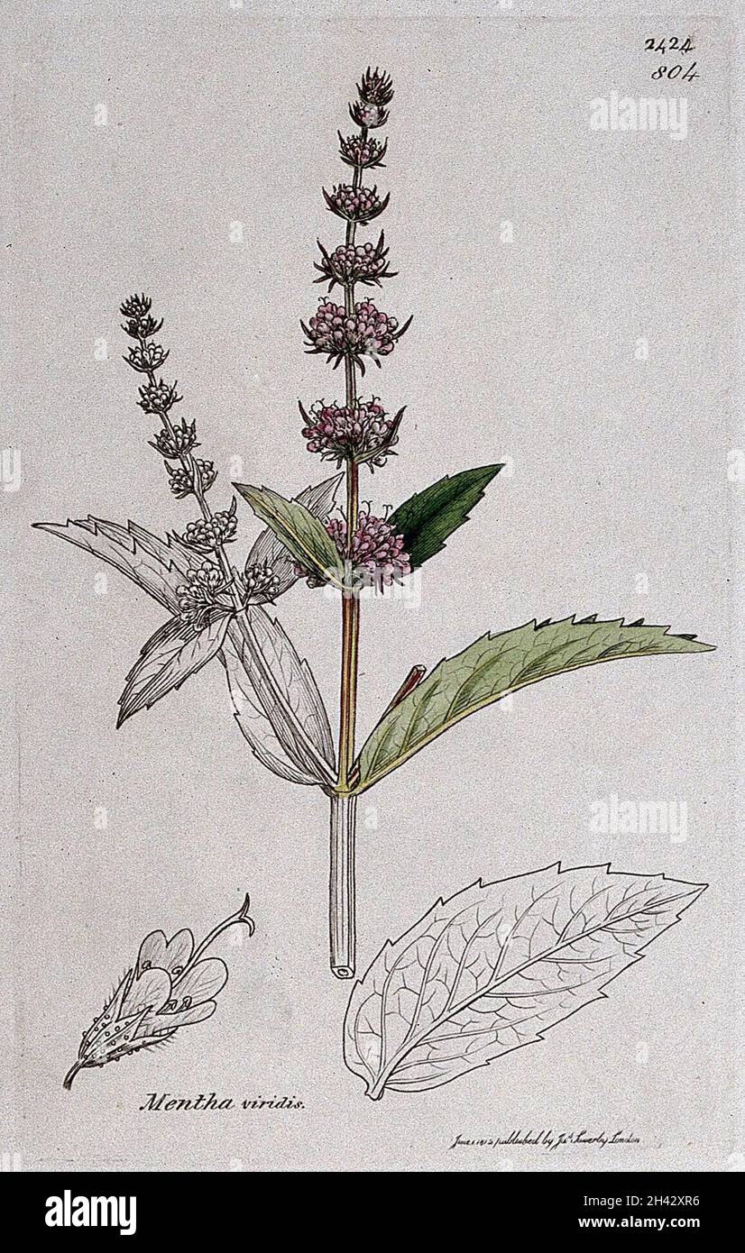 A mint plant (Mentha viridis): flowering stem, leaf and floral segments ...