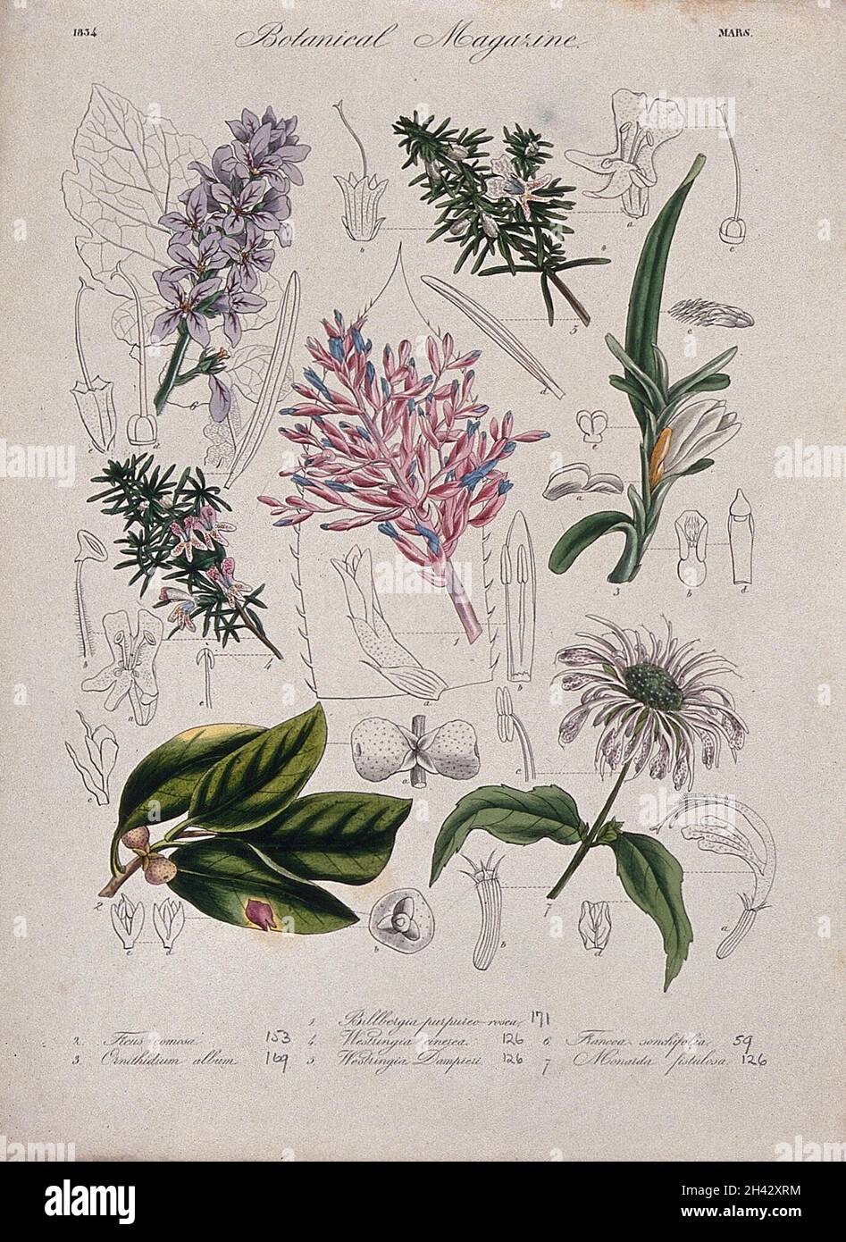 Seven garden plants: flowering stems and floral segments. Coloured ...