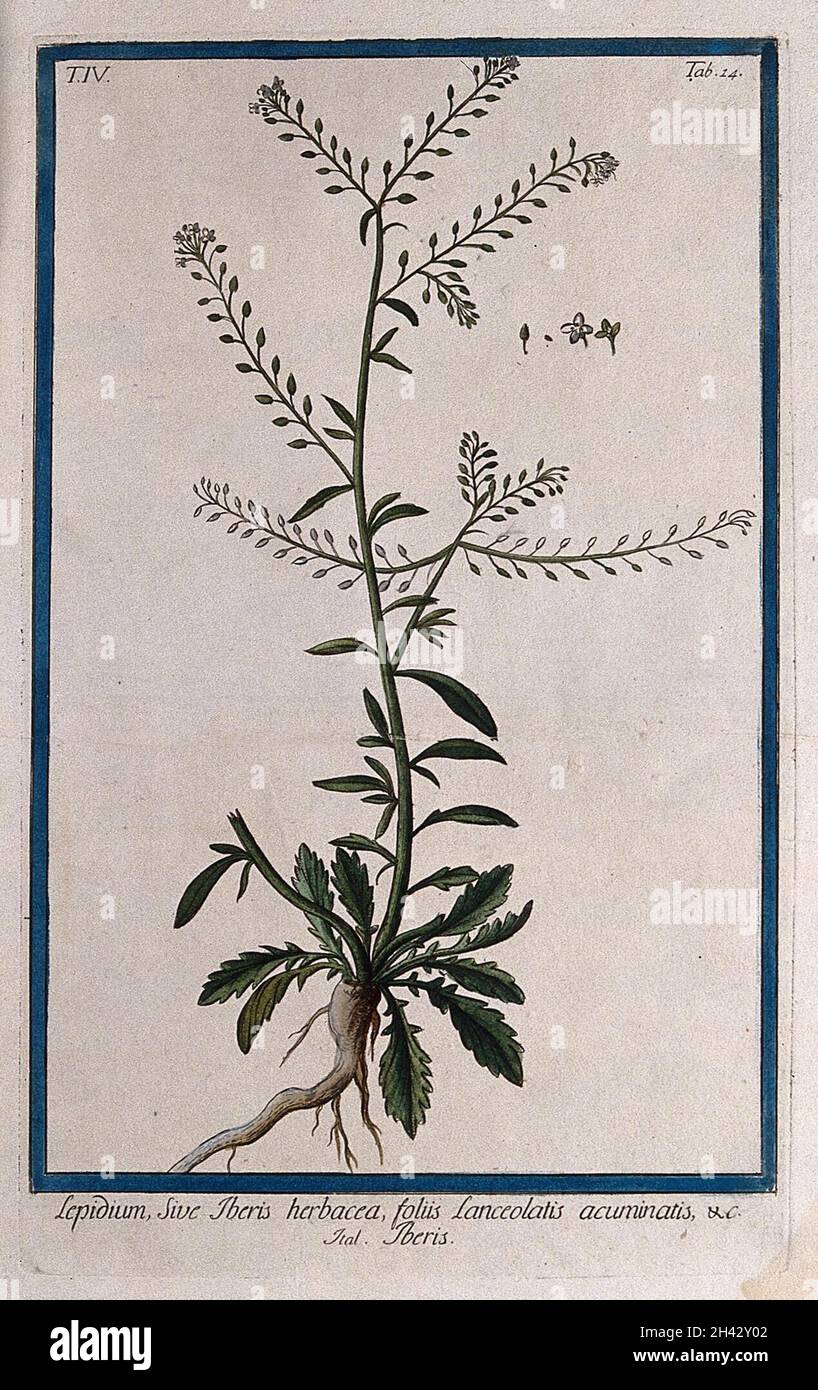 Pepperwort (Lepidium sp.): flowering stem with part of root and ...