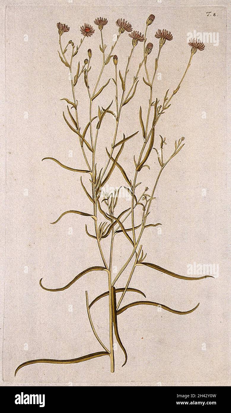 Sea aster aster tripolium hi-res stock photography and images - Alamy