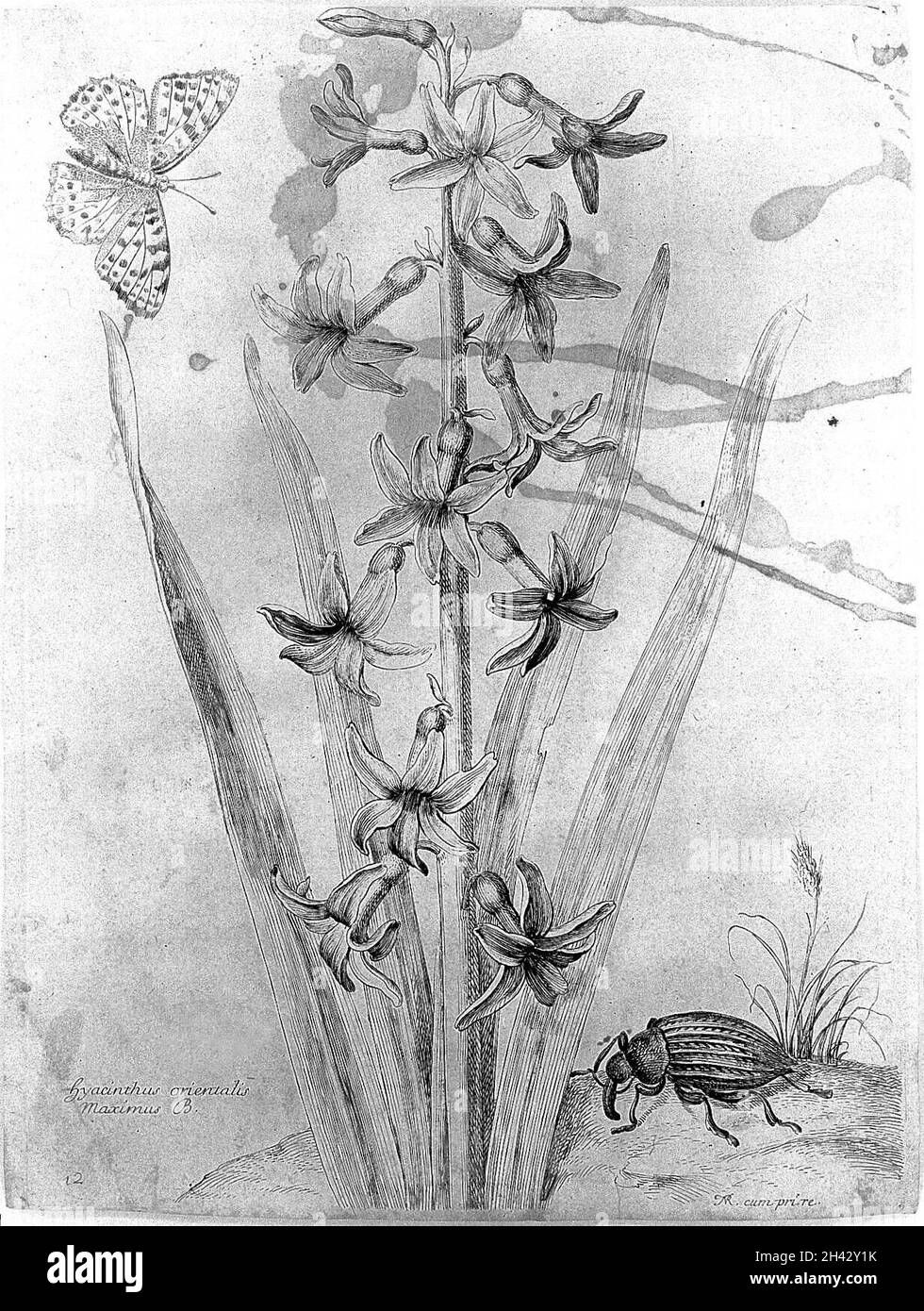 Early print engraving techniques Black and White Stock Photos & Images ...