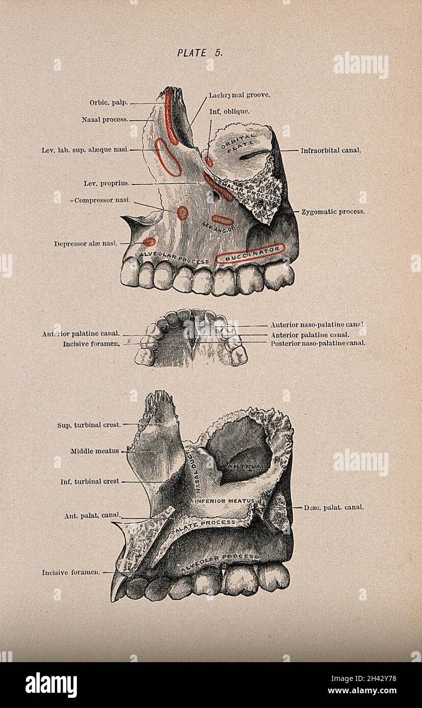 Bones of the skull: three figures, showing the area around the teeth of ...