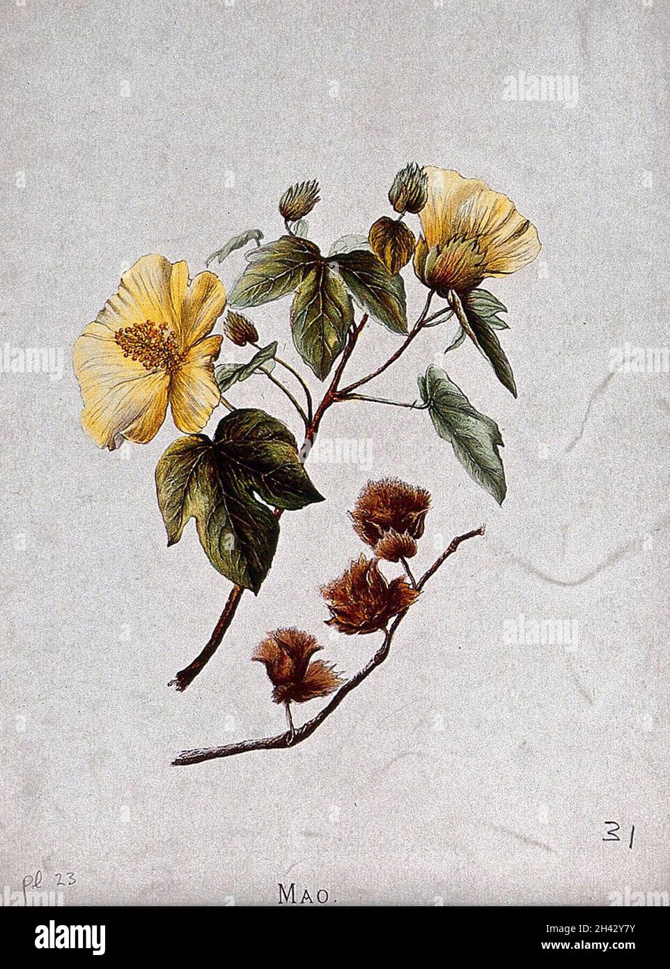 A mallow plant (Abutilon incanum): flowering and fruiting stems ...