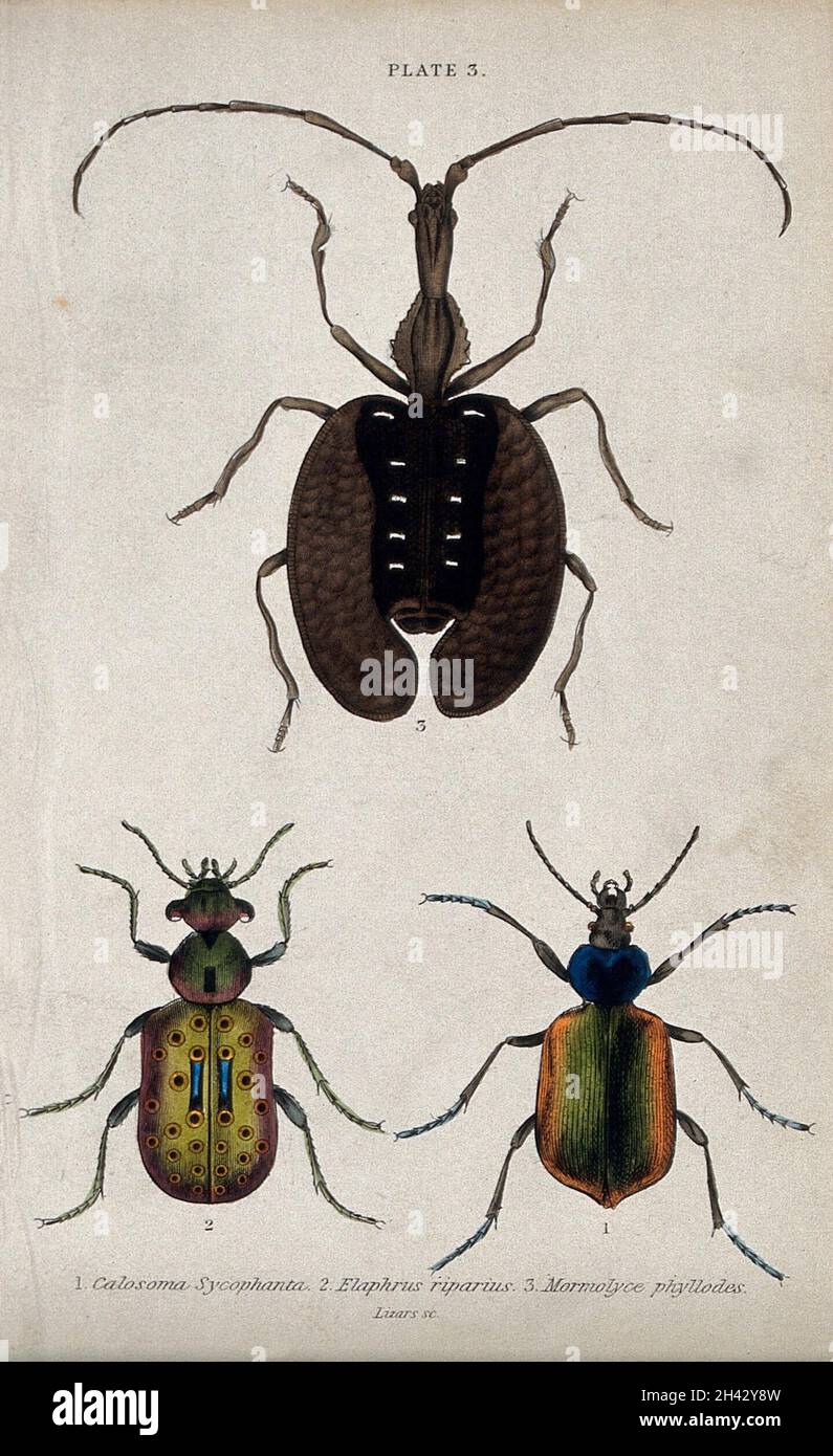 Three winged insects hi-res stock photography and images - Alamy