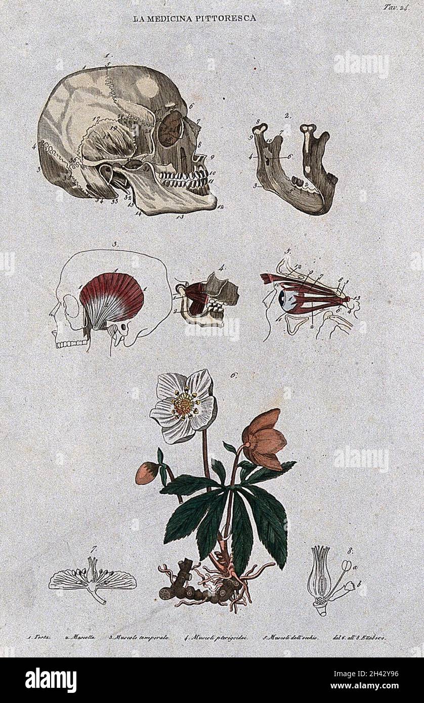 Anatomy and botany; top, skull and its various parts; bottom, plant ...