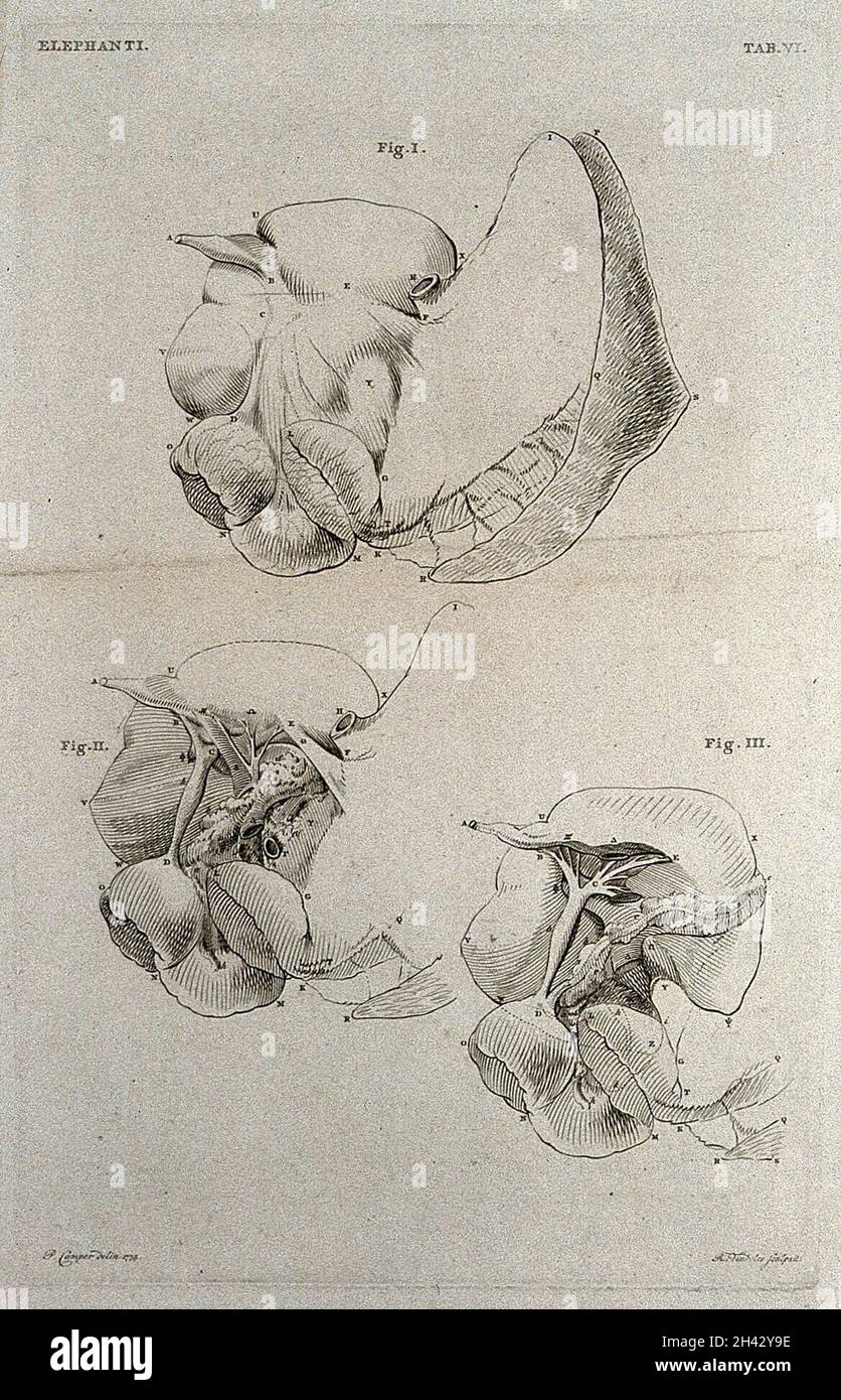 Elephant internal organs hi-res stock photography and images - Alamy