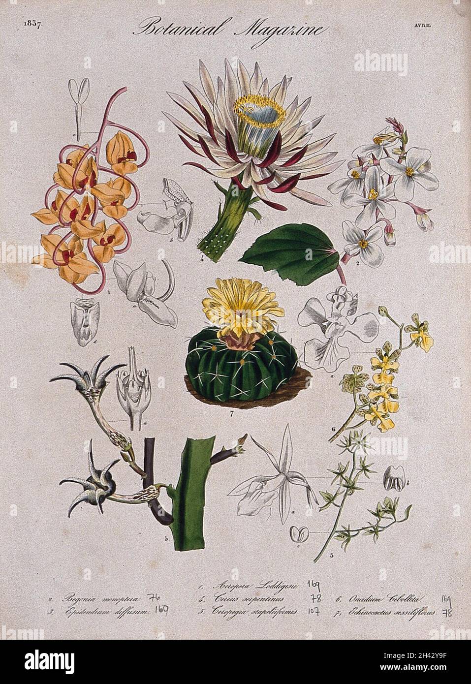 Diversity of orchid varieties hi-res stock photography and images - Alamy