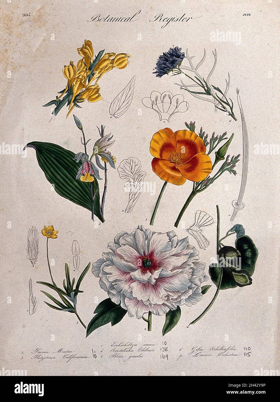 Seven plants, including an orchid, a paeony and a toadflax: flowering ...