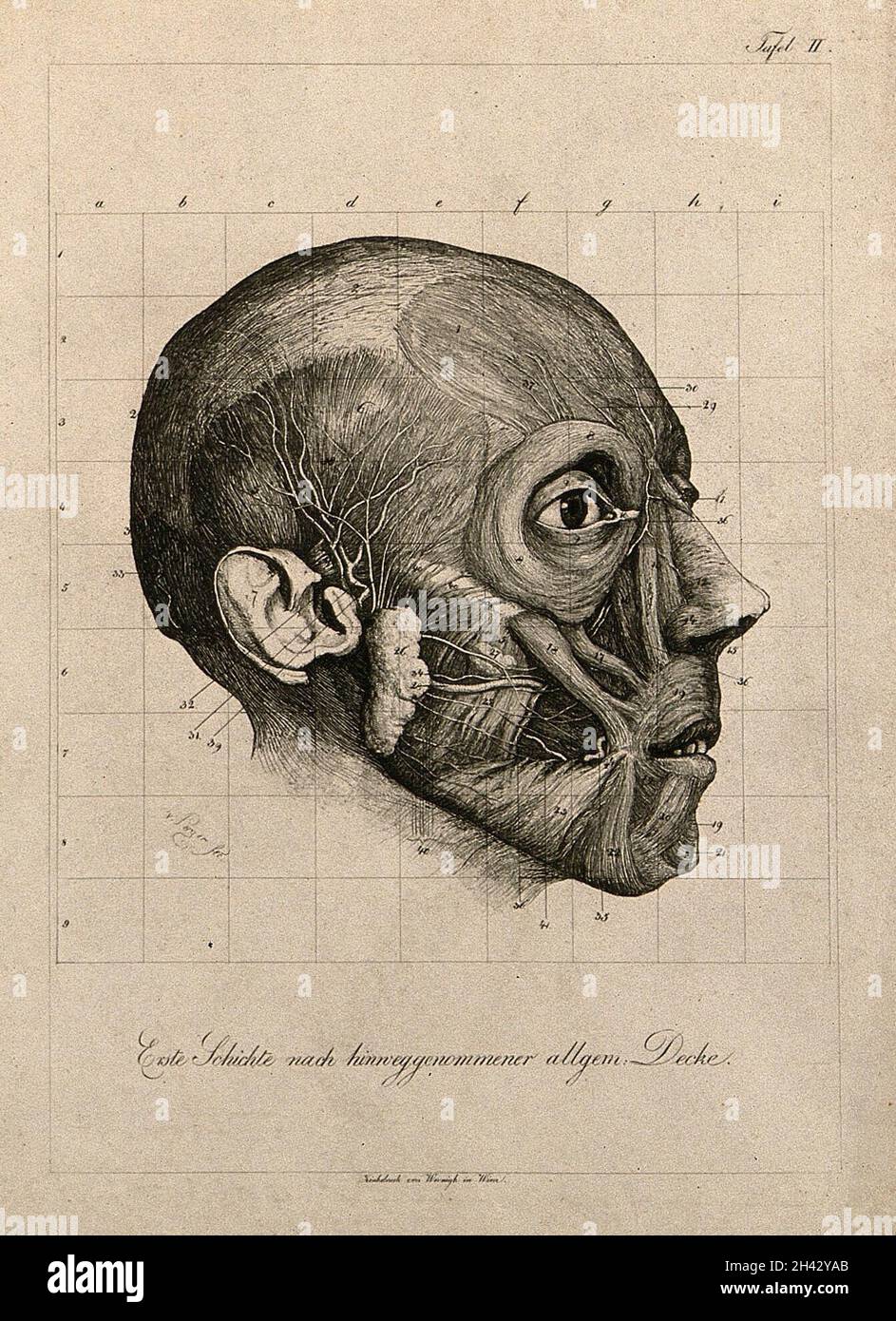 écorché man hi-res stock photography and images - Alamy