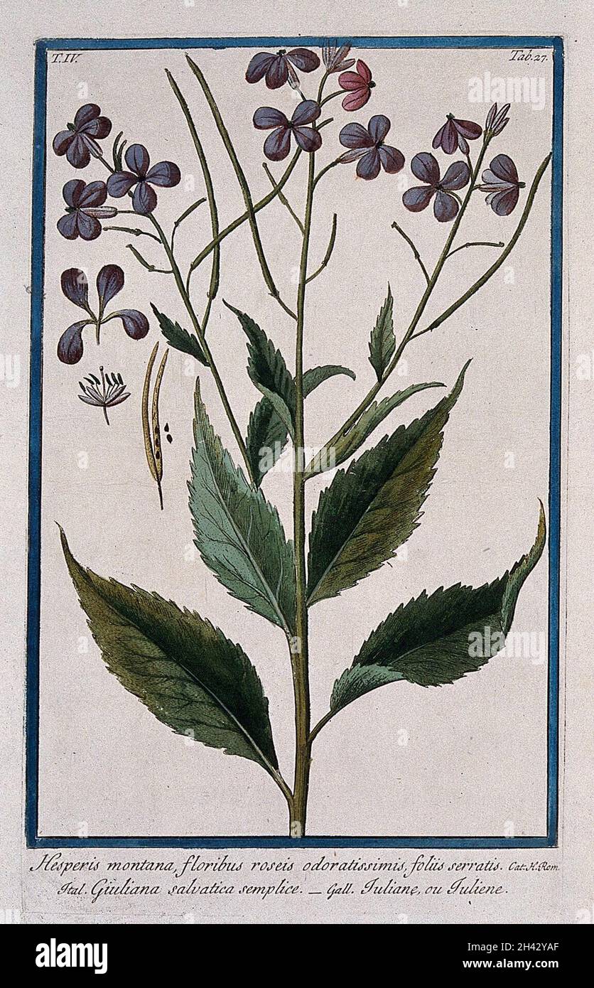 Damask (Hesperis matronalis L.): flowering and fruiting stem with ...