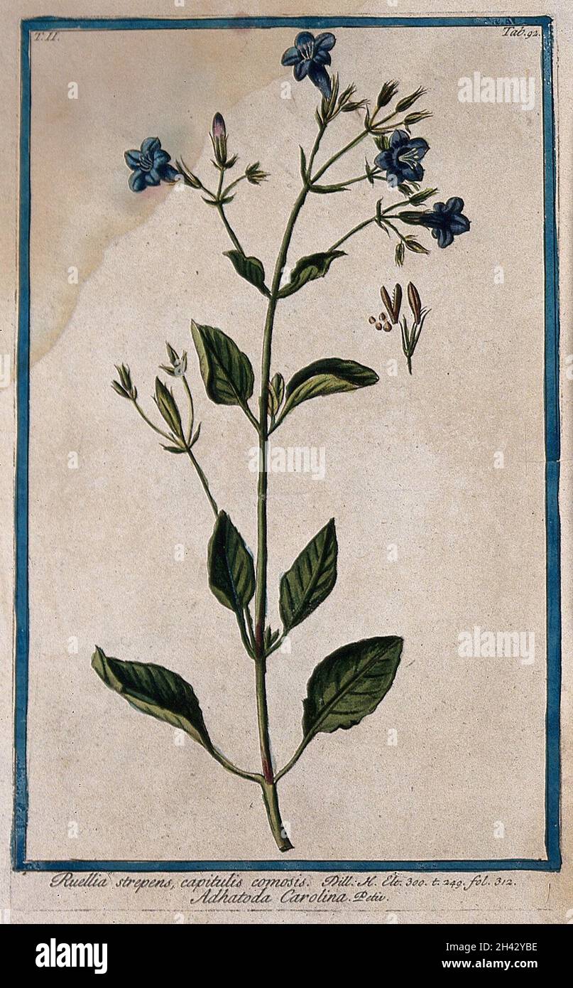 A species of the genus Ruellia: flowering stem with separate sectioned ...