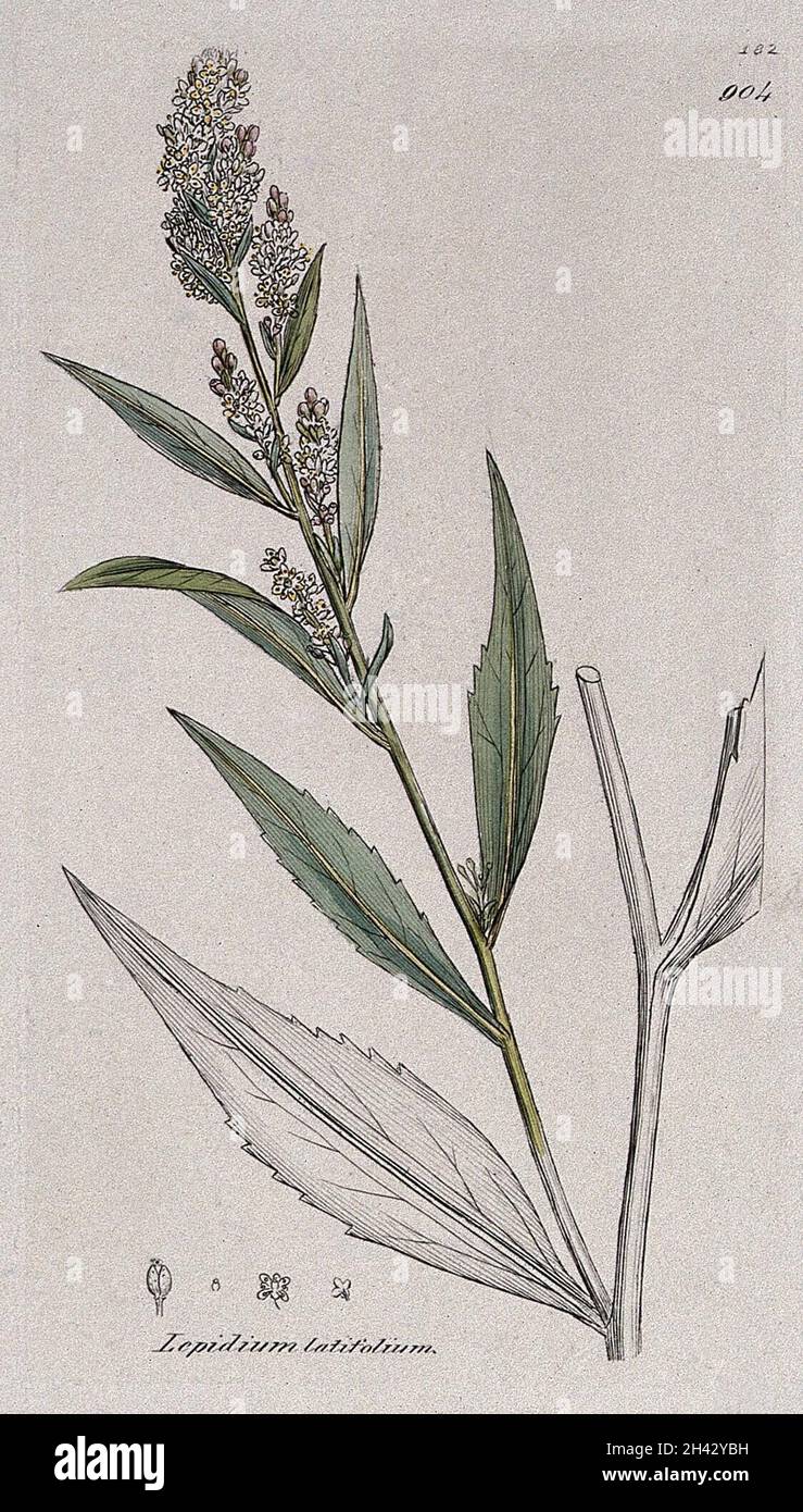 Dittander (Lepidium latifolium): flowering stem and floral segments ...