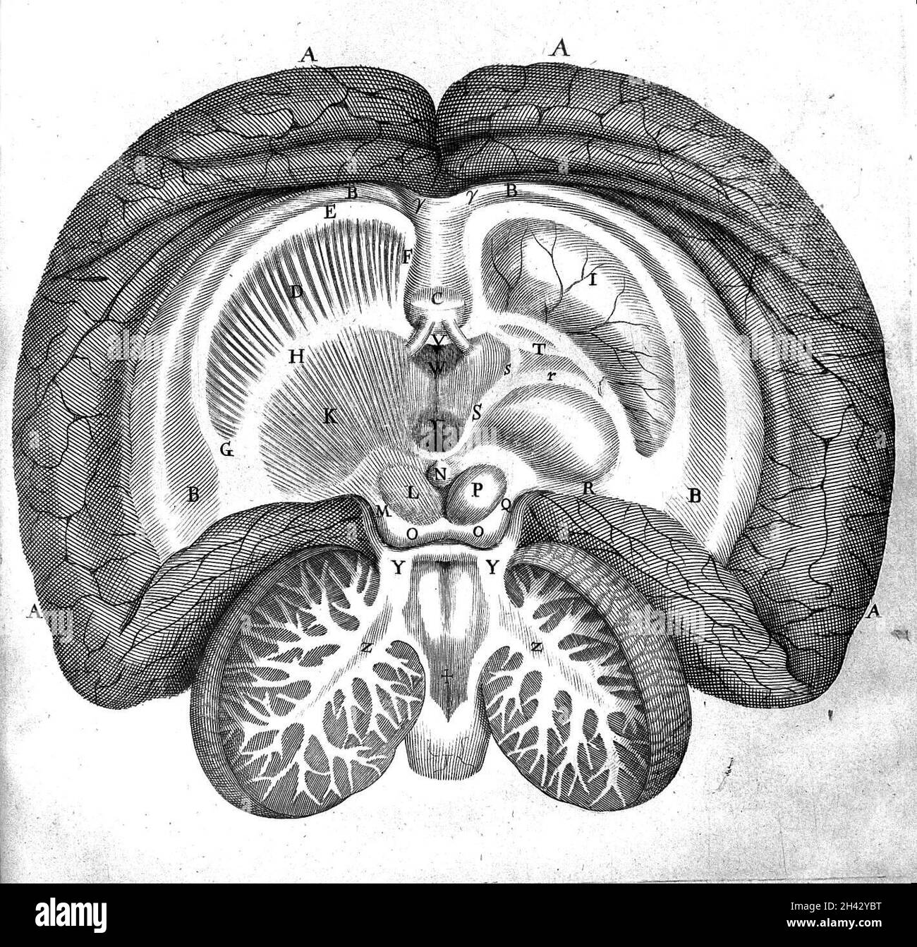 Thomas willis brain hi-res stock photography and images - Alamy