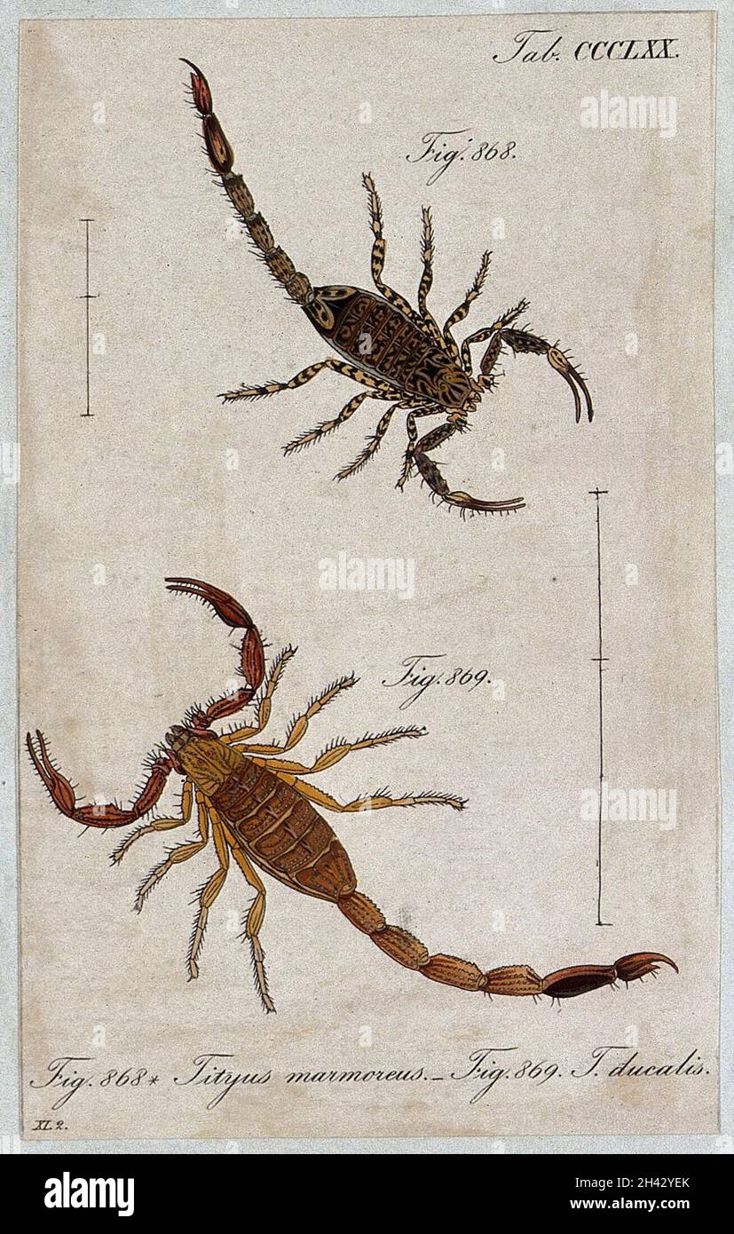 Two scorpions: Tityus marmoreus and Tityus ducalis. Coloured engraving ...