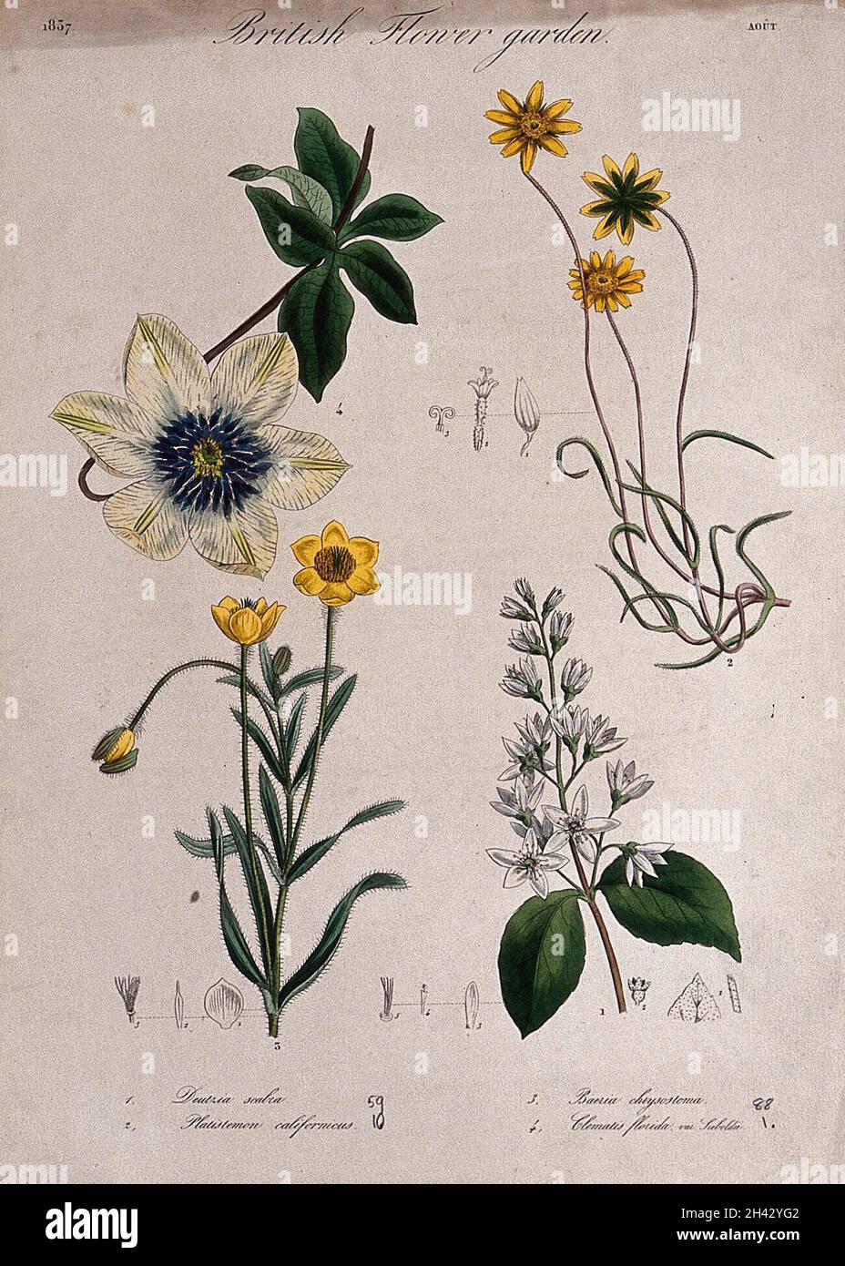 Four British garden plants, including a clematis: flowering stems and ...