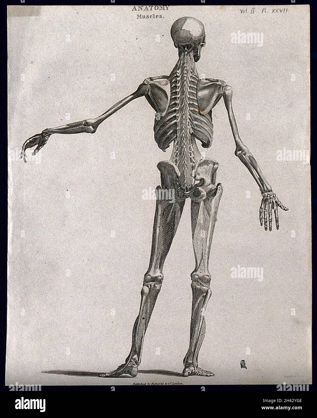 An écorché showing bones, with left arm extended to the side, seen from ...