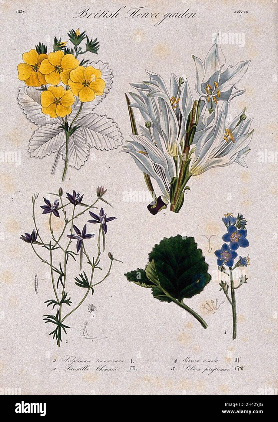 Four British garden plants, including a lily and delphinium: flowering ...