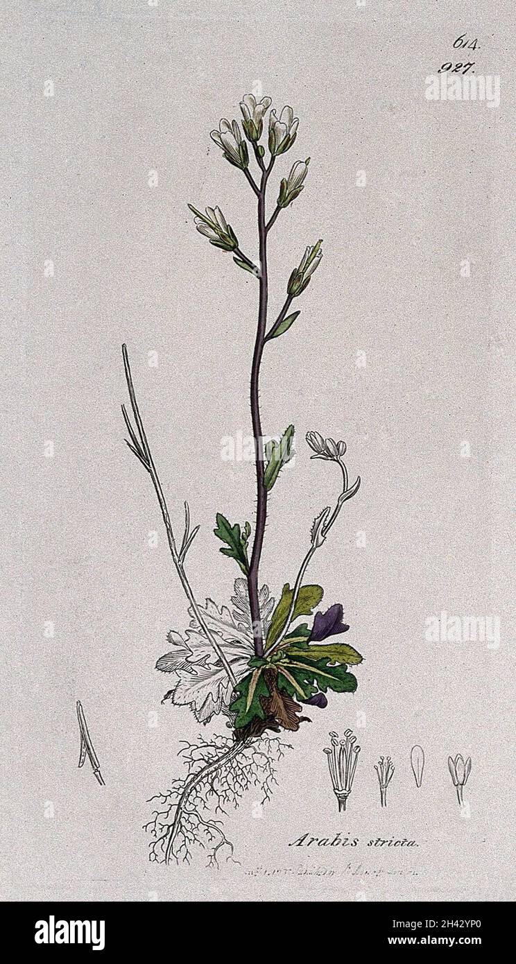 Cress historical hi-res stock photography and images - Alamy