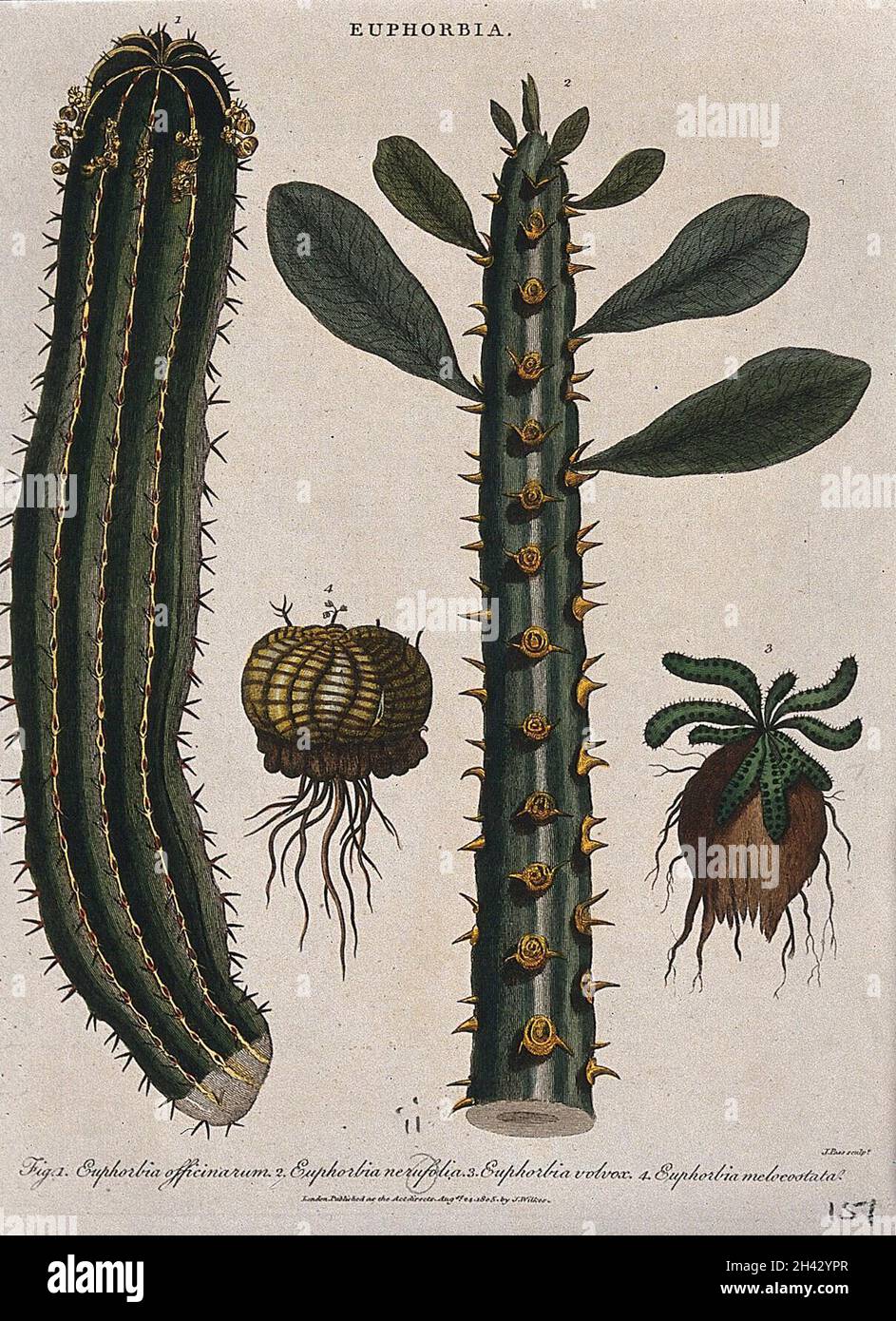 Types of spurge hi-res stock photography and images - Alamy