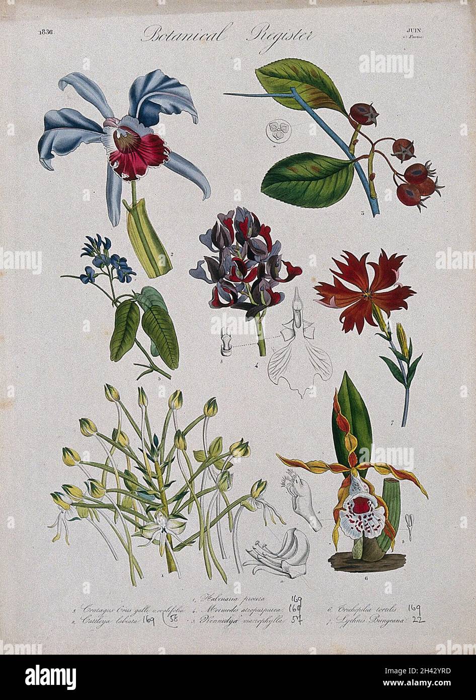 Seven plants, including four orchids and a campion: flowering stems ...