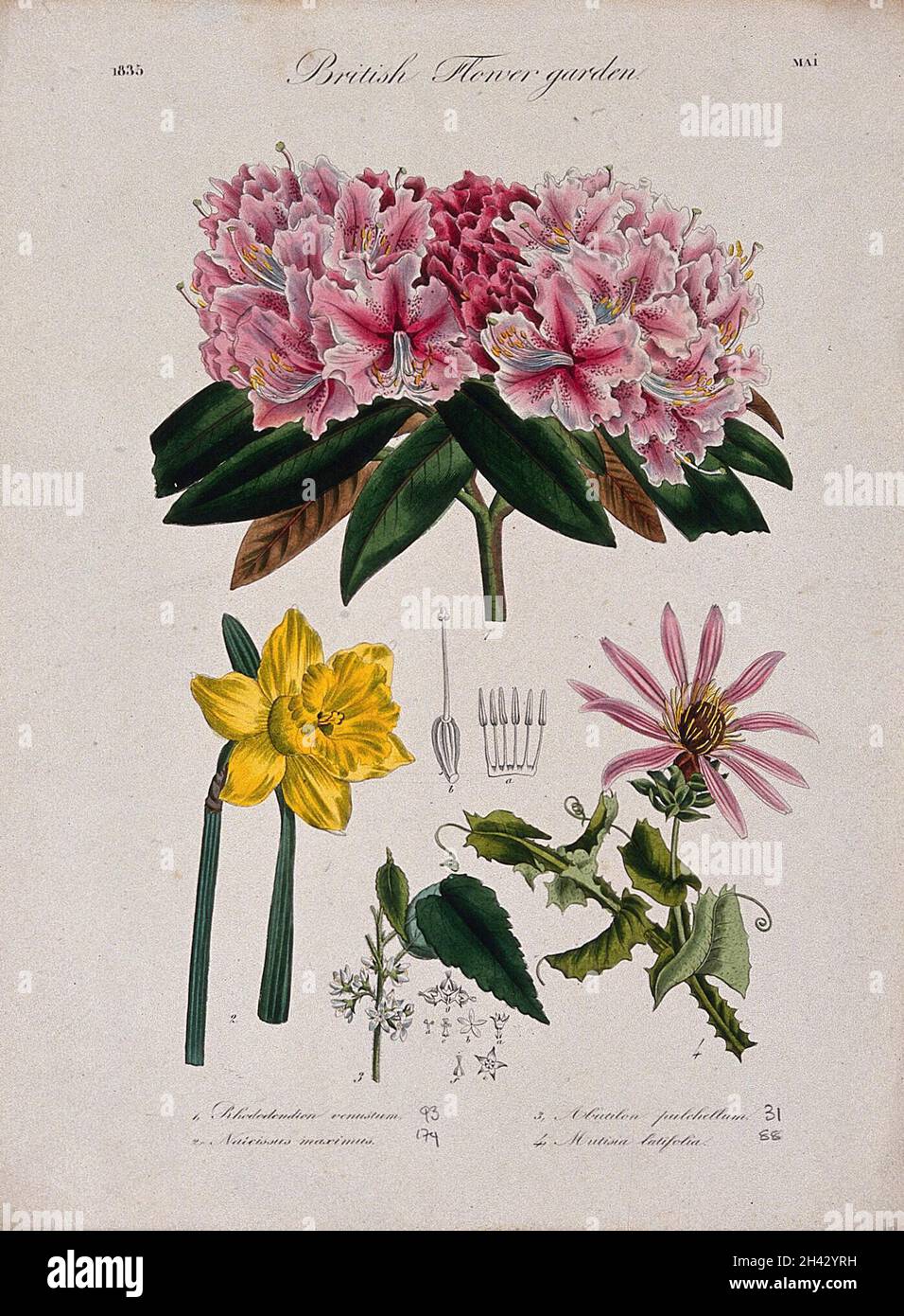 Four British garden plants, including daffodil and rhododendron ...