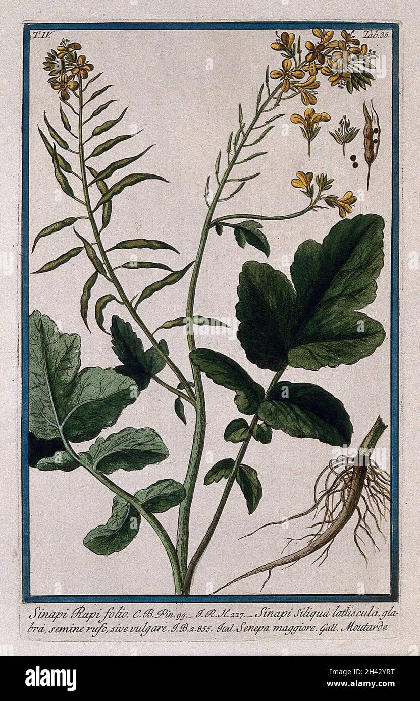 Yellow mustard (Sinapis alba L.): flowering and fruiting stem with ...