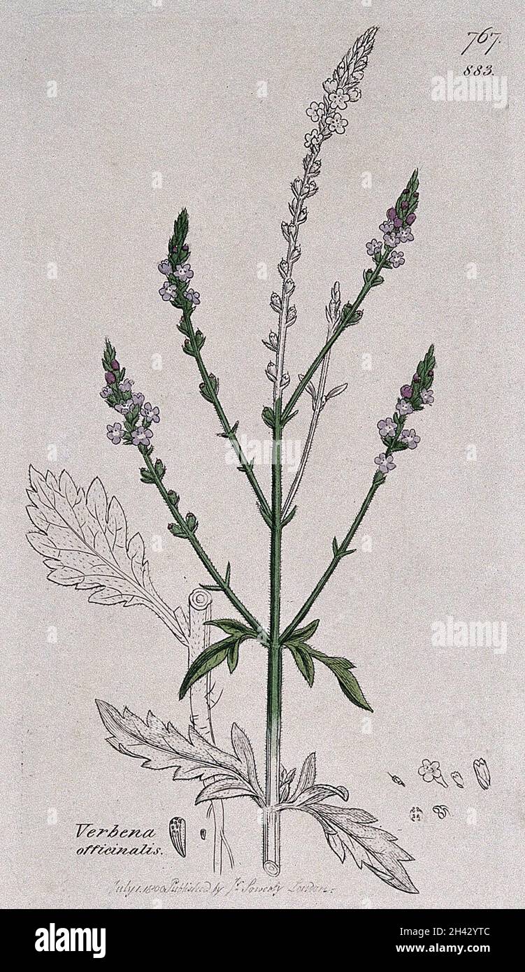 Vervain (Verbena officinalis): flowering stem and floral segments ...