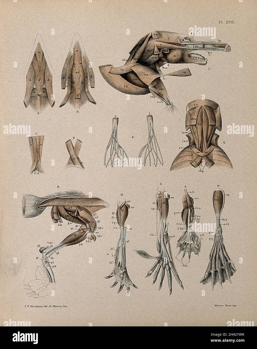 Dissections of a mole: thirteen figures, including the musculature of ...