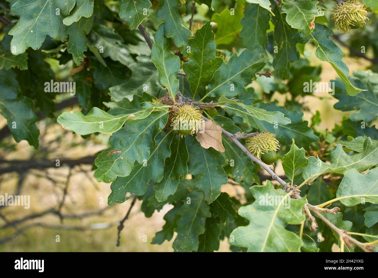 Austrian oak quercus cerris wood hi-res stock photography and images ...