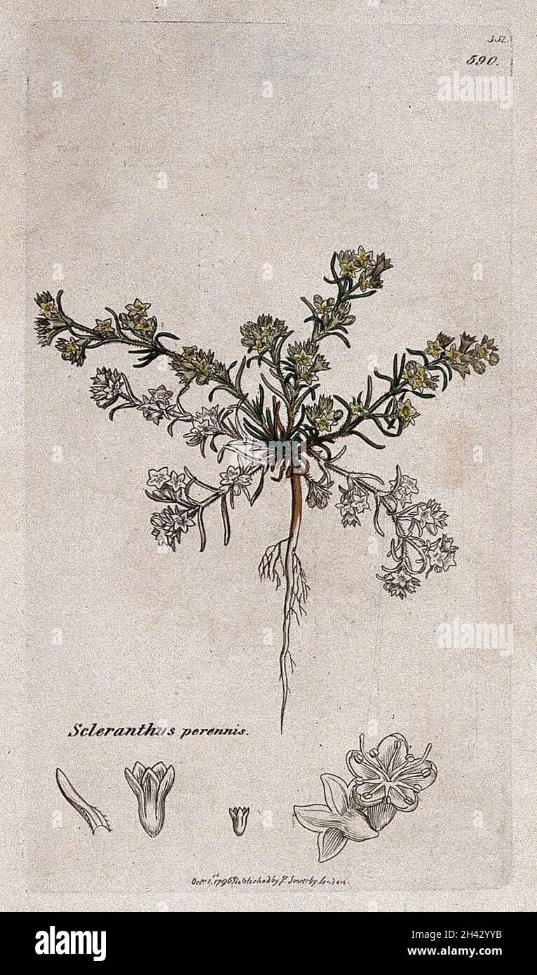 Plant scleranthus perennis hi-res stock photography and images - Alamy