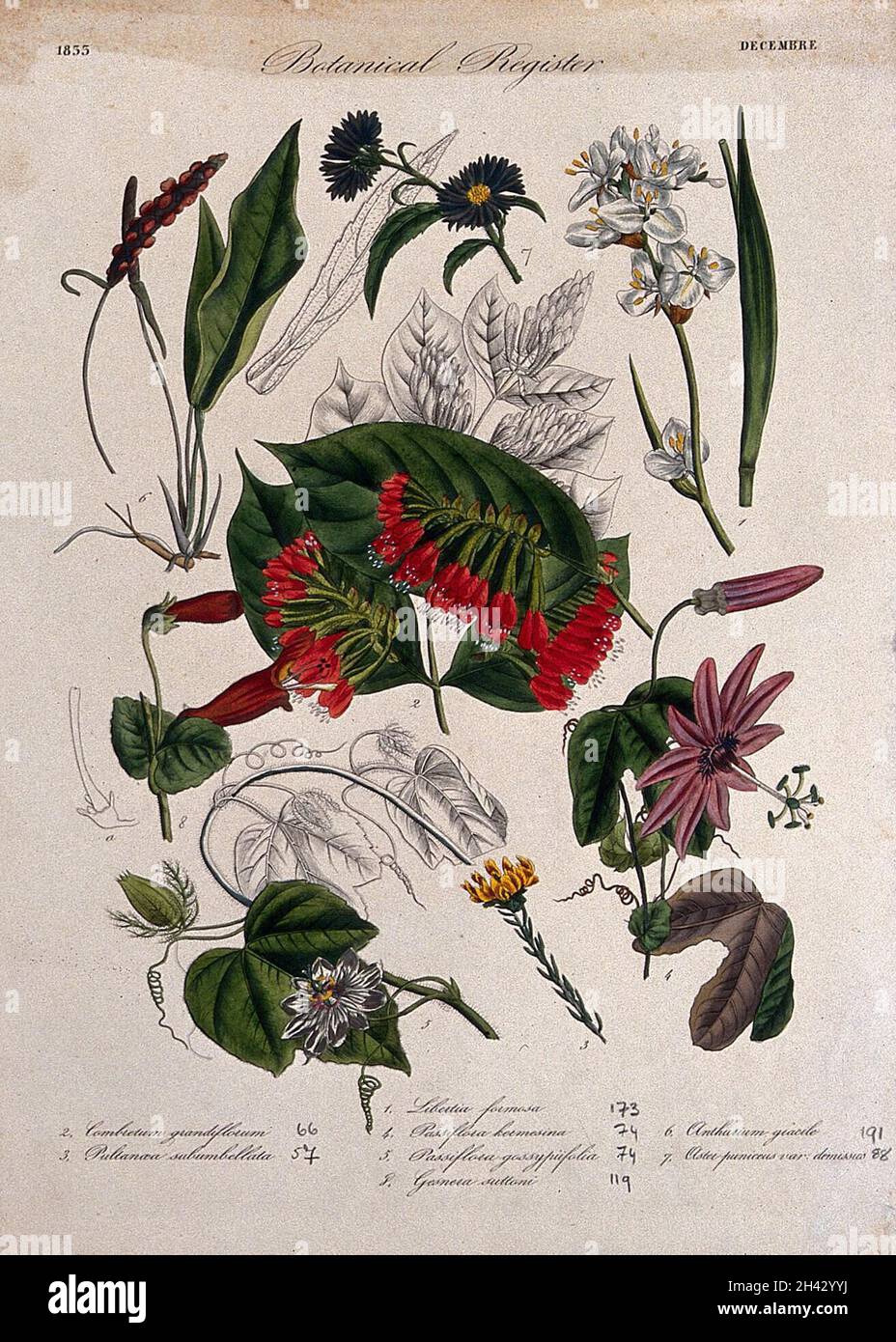Eight plants, including two passion flowers: flowering stems. Coloured ...