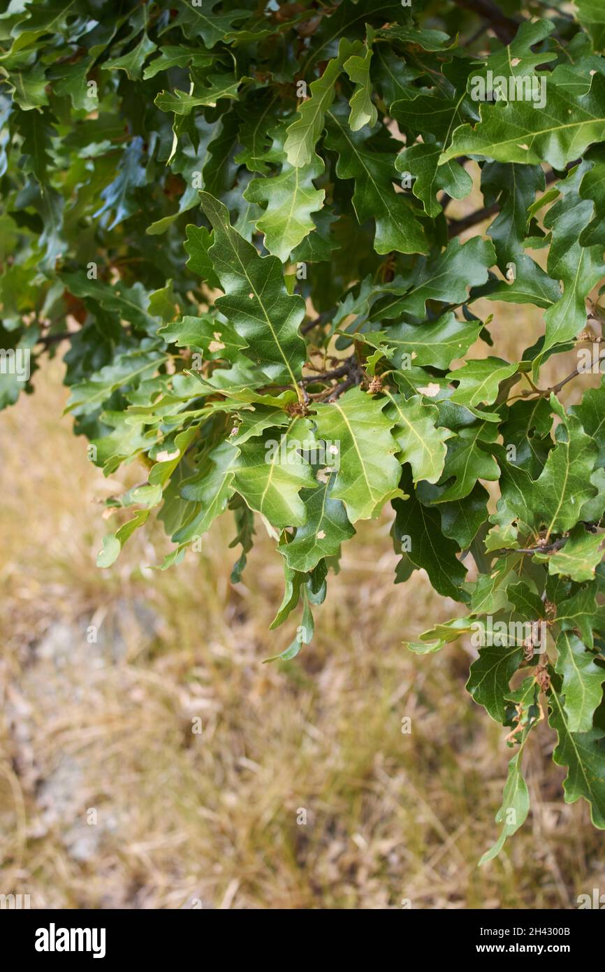 Quercus cerris branch and trunk close up Stock Photo - Alamy