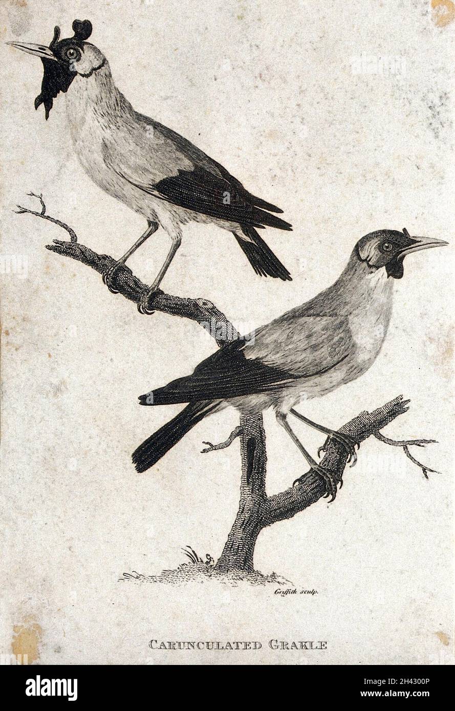 Two grackles (Carunculated Grakle) sitting on the branch of a dead tree ...