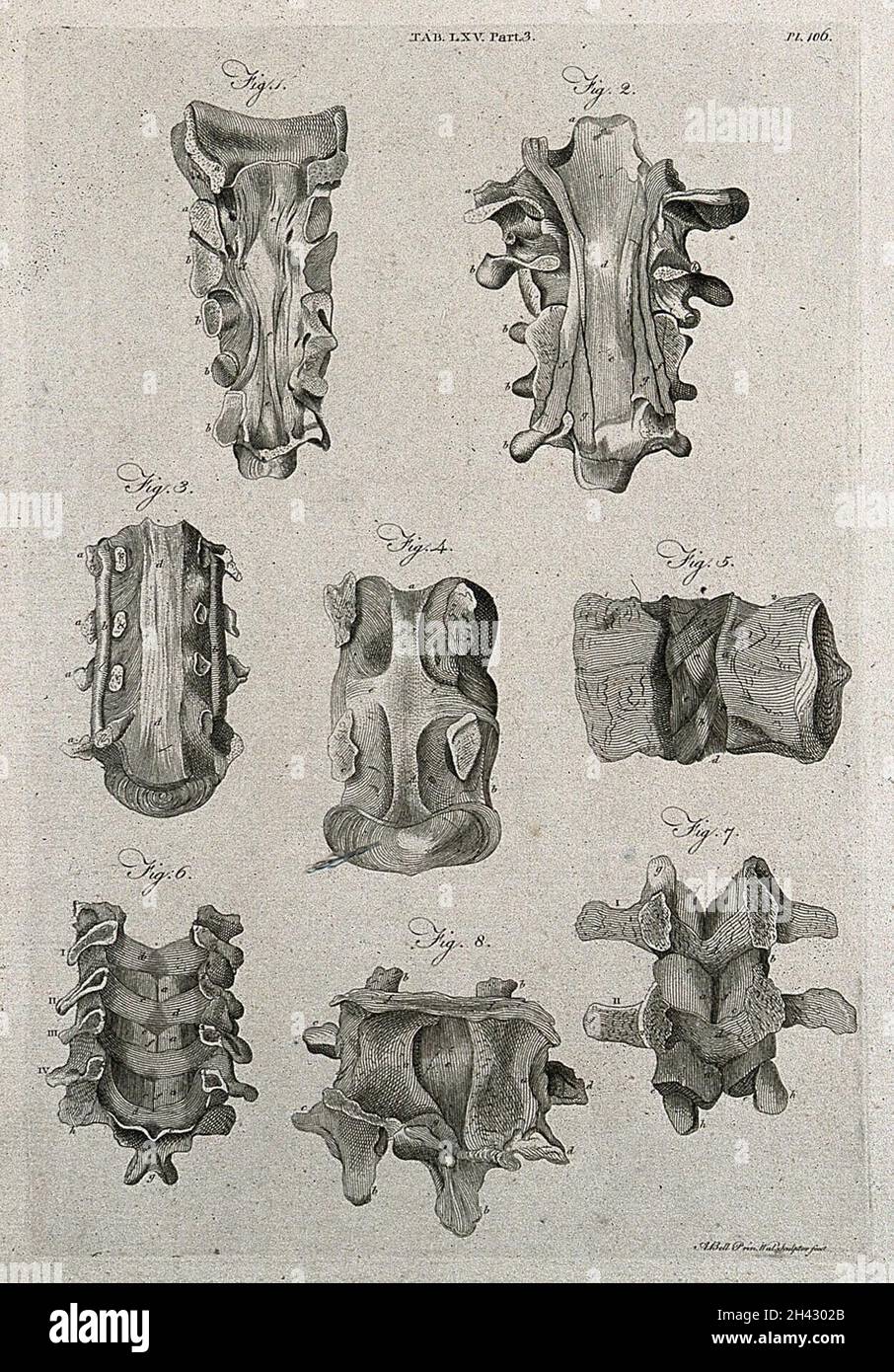 Ligaments to the vertebrae: eight figures. Line engraving by A. Bell ...