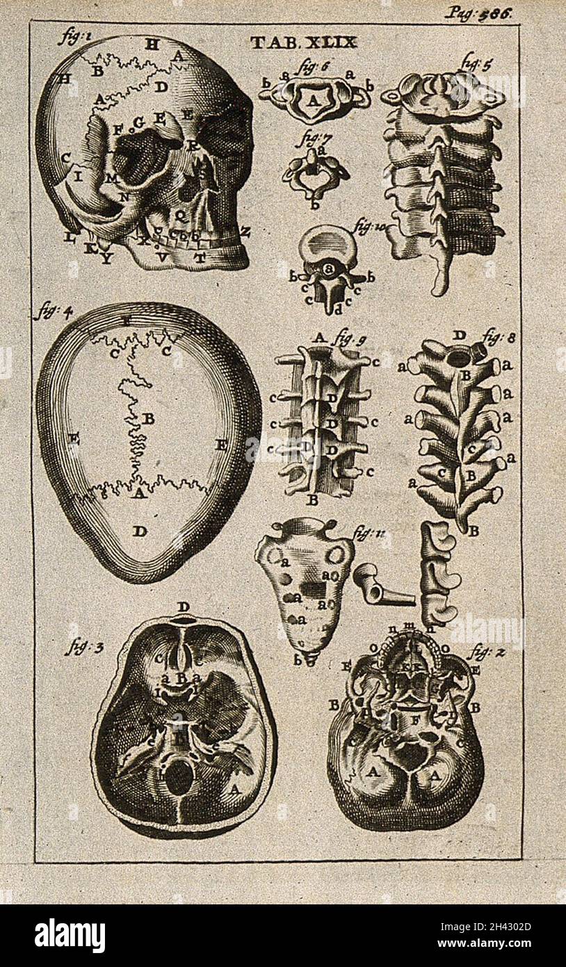 The bones of the human skeleton: the skull and the vertebrae. Engraving ...