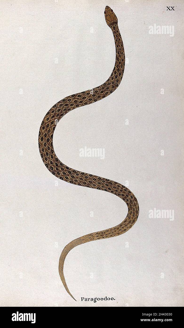 A snake, (bungarus caeruleus?) yellow and tan in colour, with brown and ...