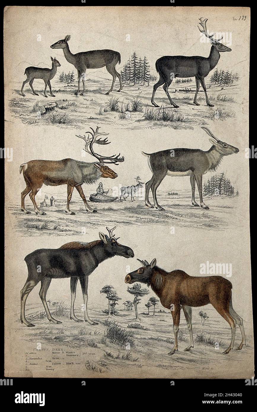 Seven different specimen of the family Cervidae (deer), male and female ...