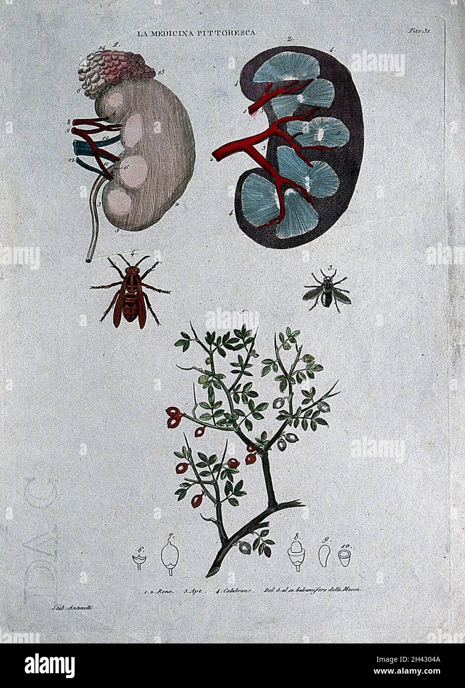 Anatomy and botany; top, kidneys; centre left, bee; centre right, fly ...