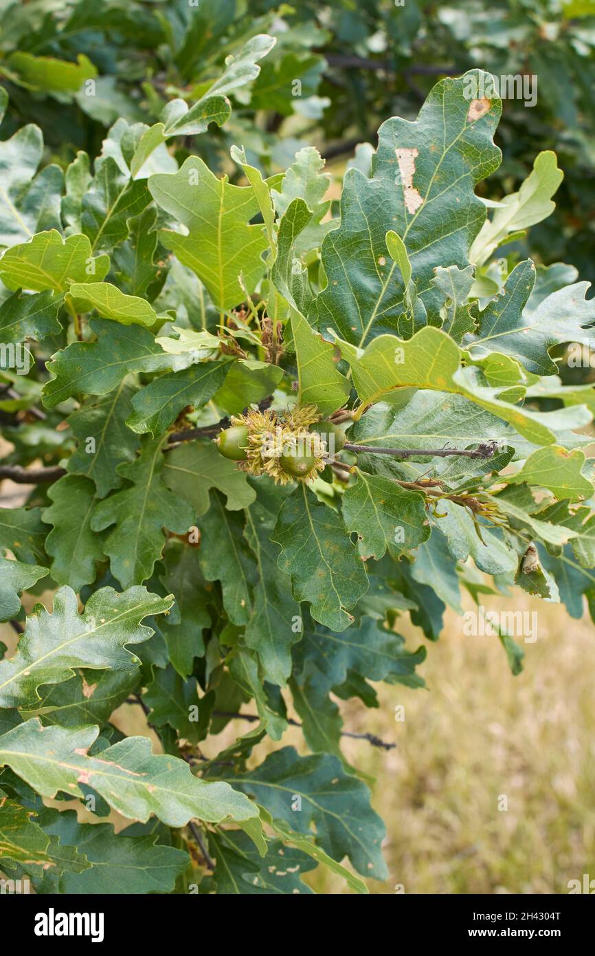 Quercus cerris branch and trunk close up Stock Photo - Alamy