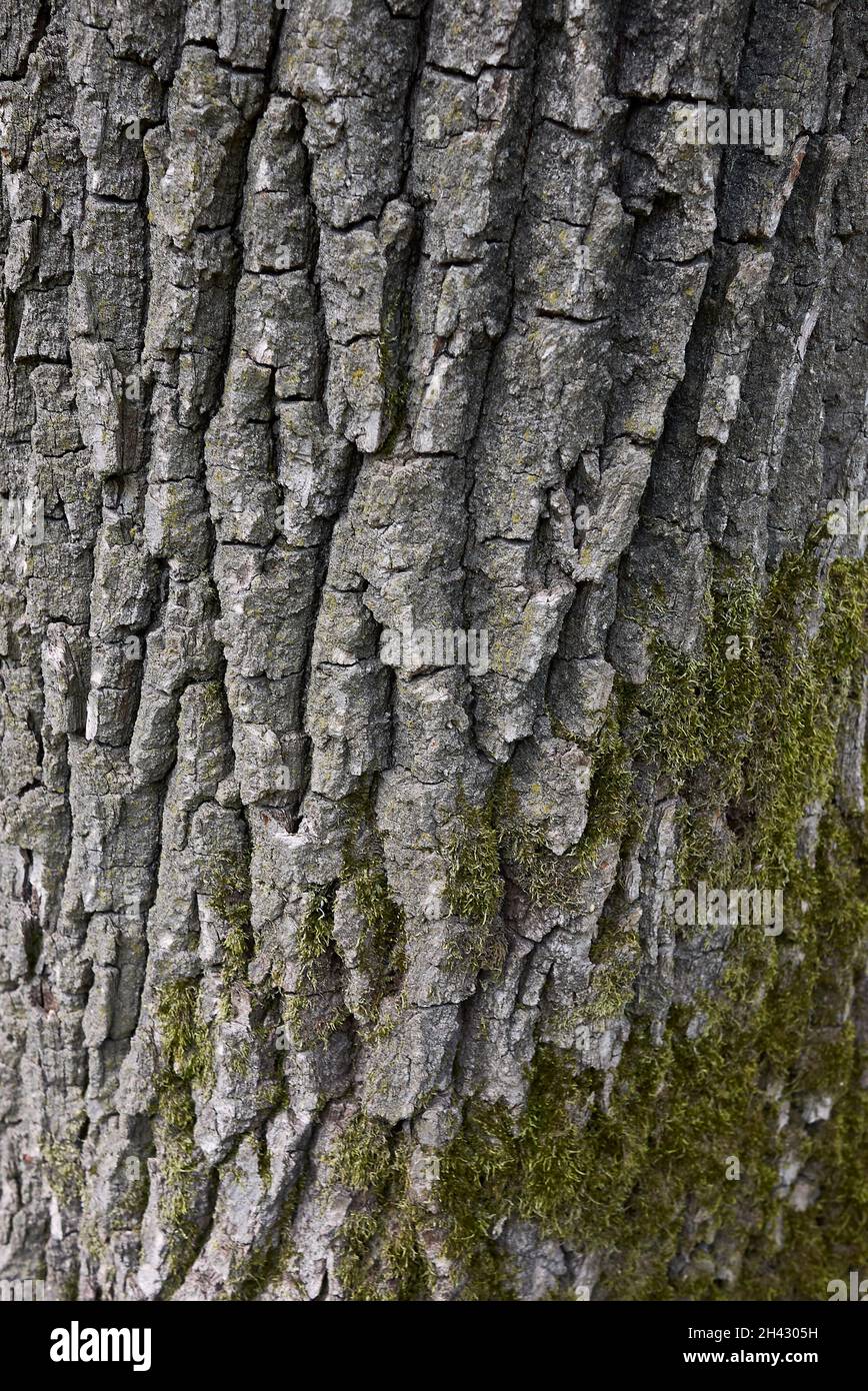 Quercus robur tree close up Stock Photo - Alamy