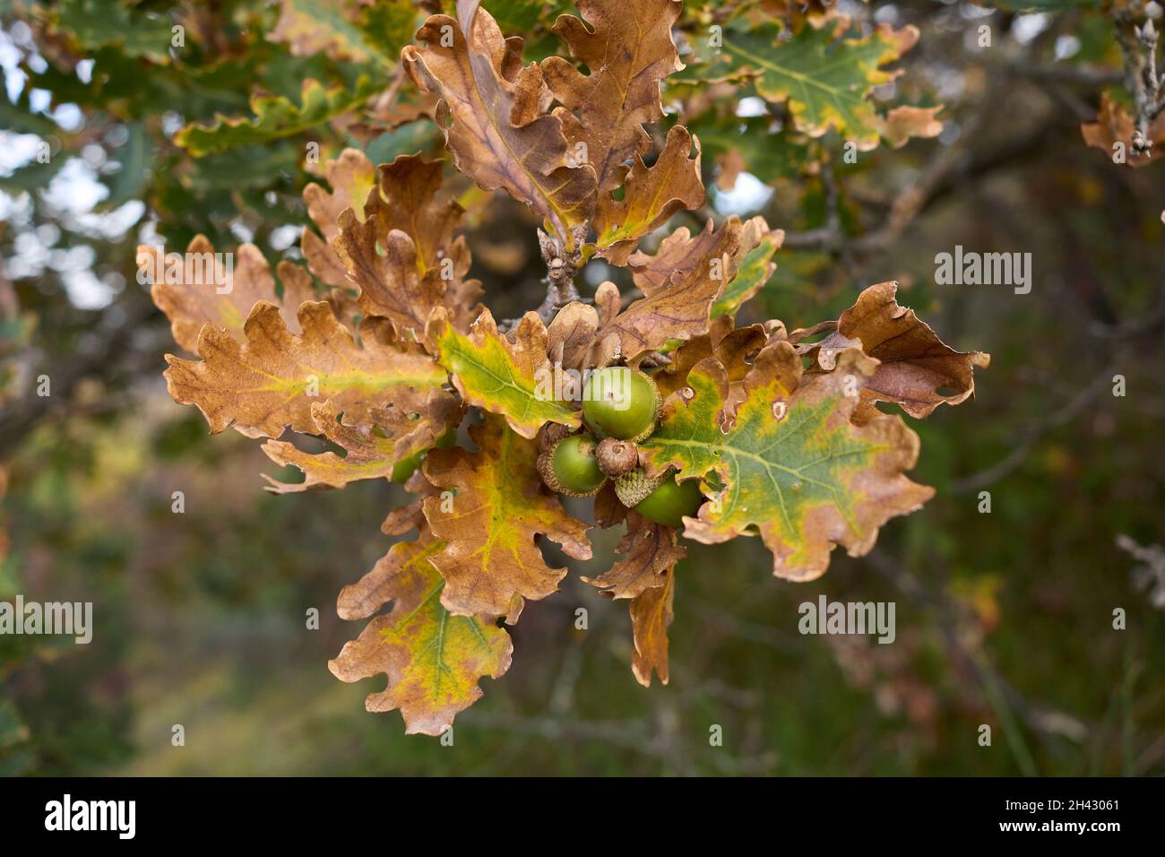 Quercus robur tree close up Stock Photo - Alamy