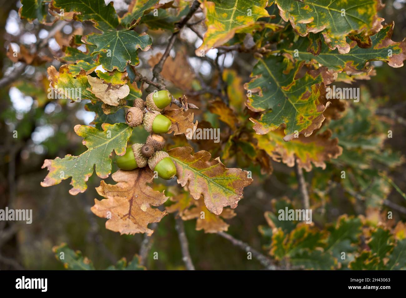 Oak tree leaves background fall quercus robur hi-res stock photography ...