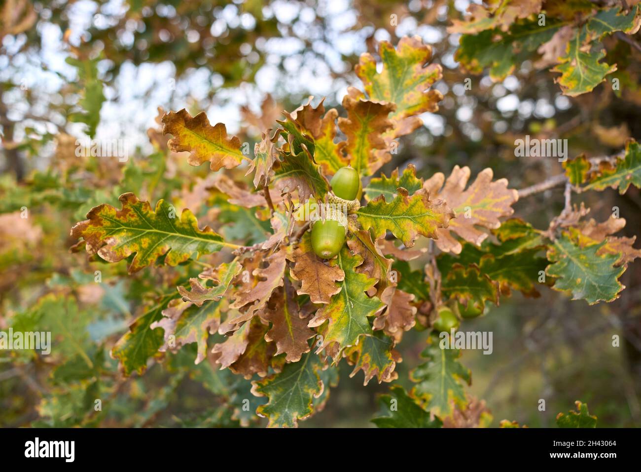 Oak tree leaves background fall quercus robur hi-res stock photography ...