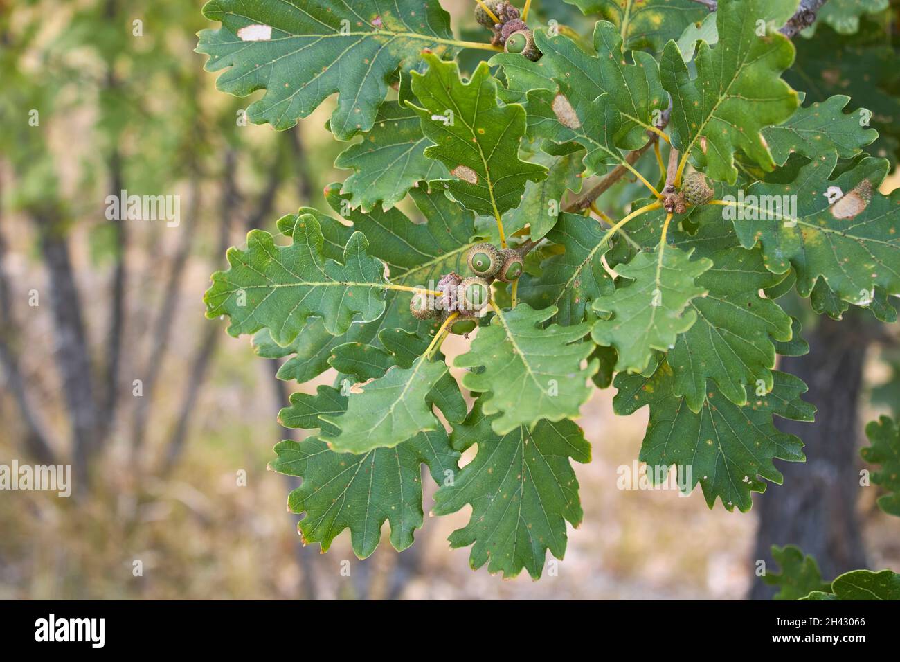 Quercus robur leaf hi-res stock photography and images - Alamy