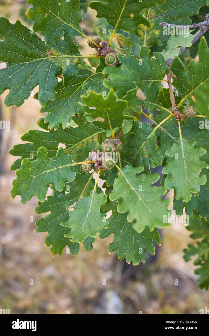 Oak tree leaves background fall quercus robur hi-res stock photography ...
