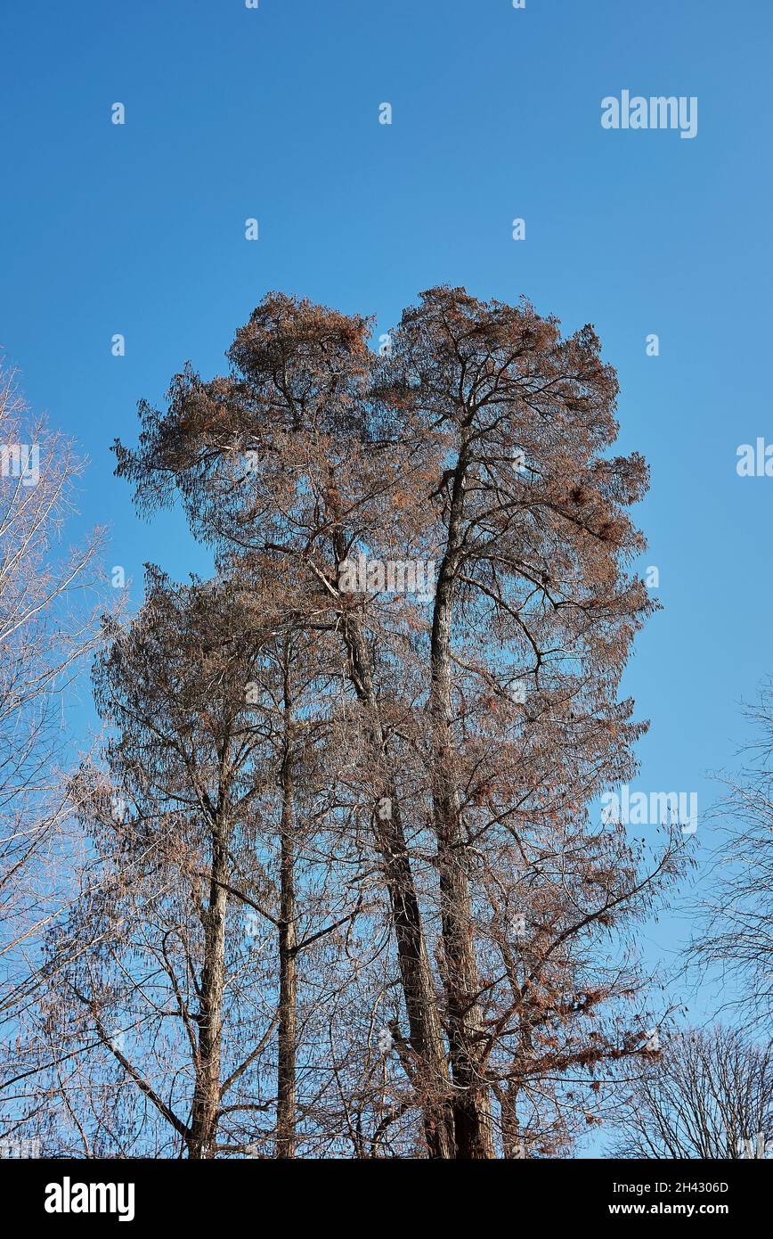 Taxodium distichum tree in winter Stock Photo - Alamy