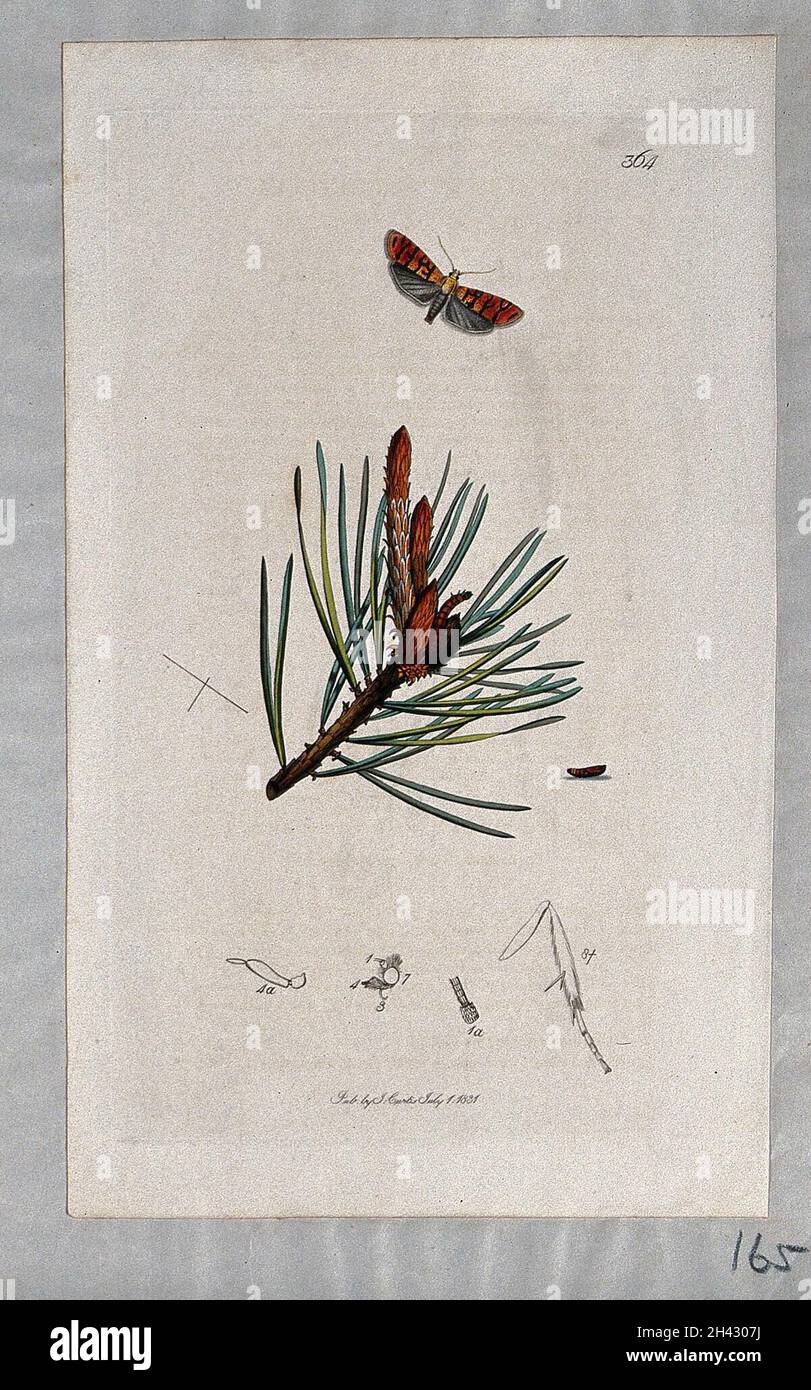 A pine tree shoot (Pinus species) with an associated moth, its ...