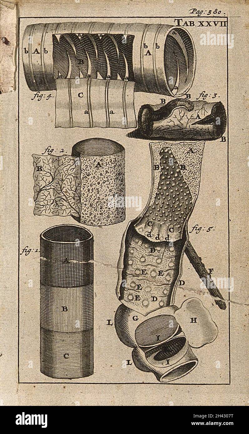 Intestines engraving hi-res stock photography and images - Alamy