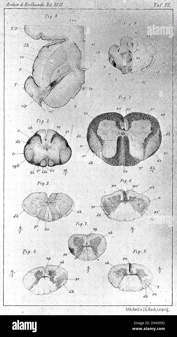 Pyramidal tract in brain and cord Stock Photo - Alamy
